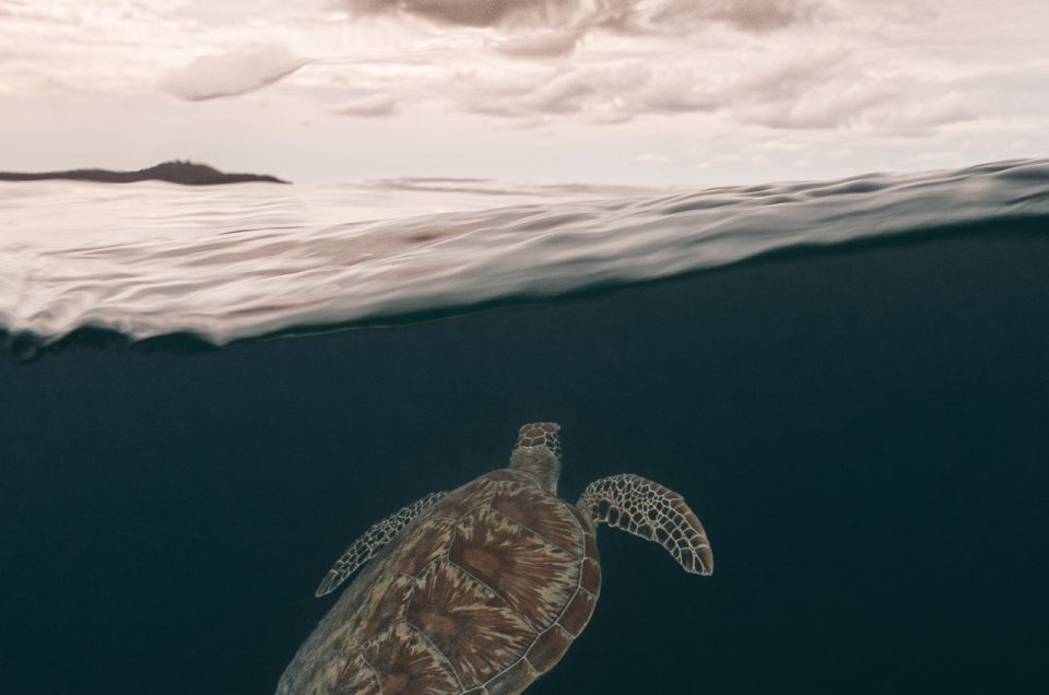 4- Turtle Cloud - Thien Nguyen Images 4- Turtle Cloud